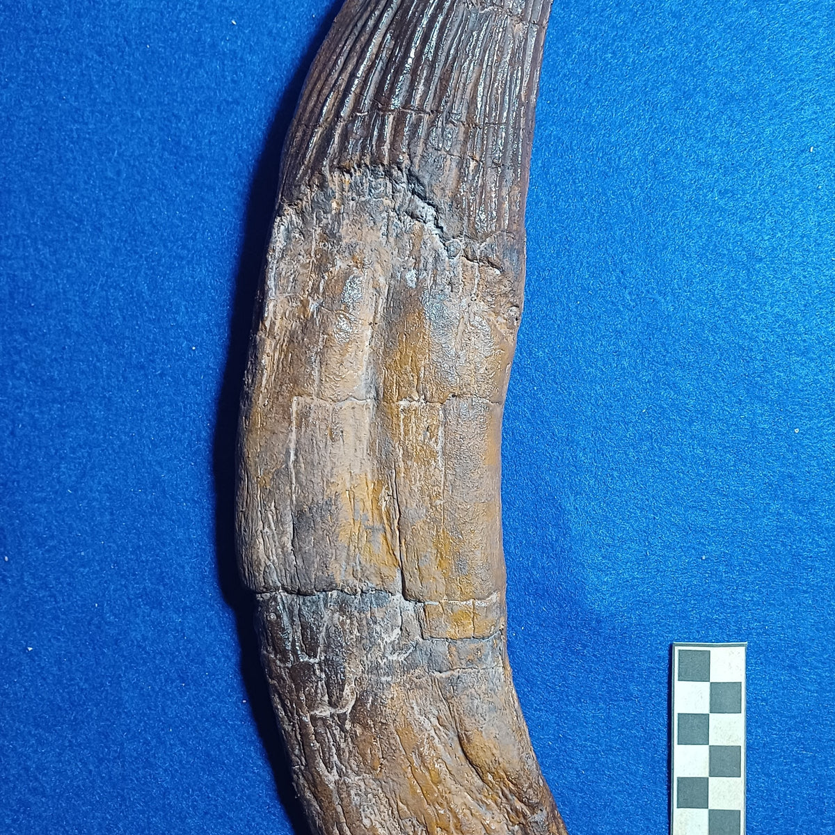 Pliosaurus Life Size Massive Tooth Replica 38cm Long — The Prehistoric ...