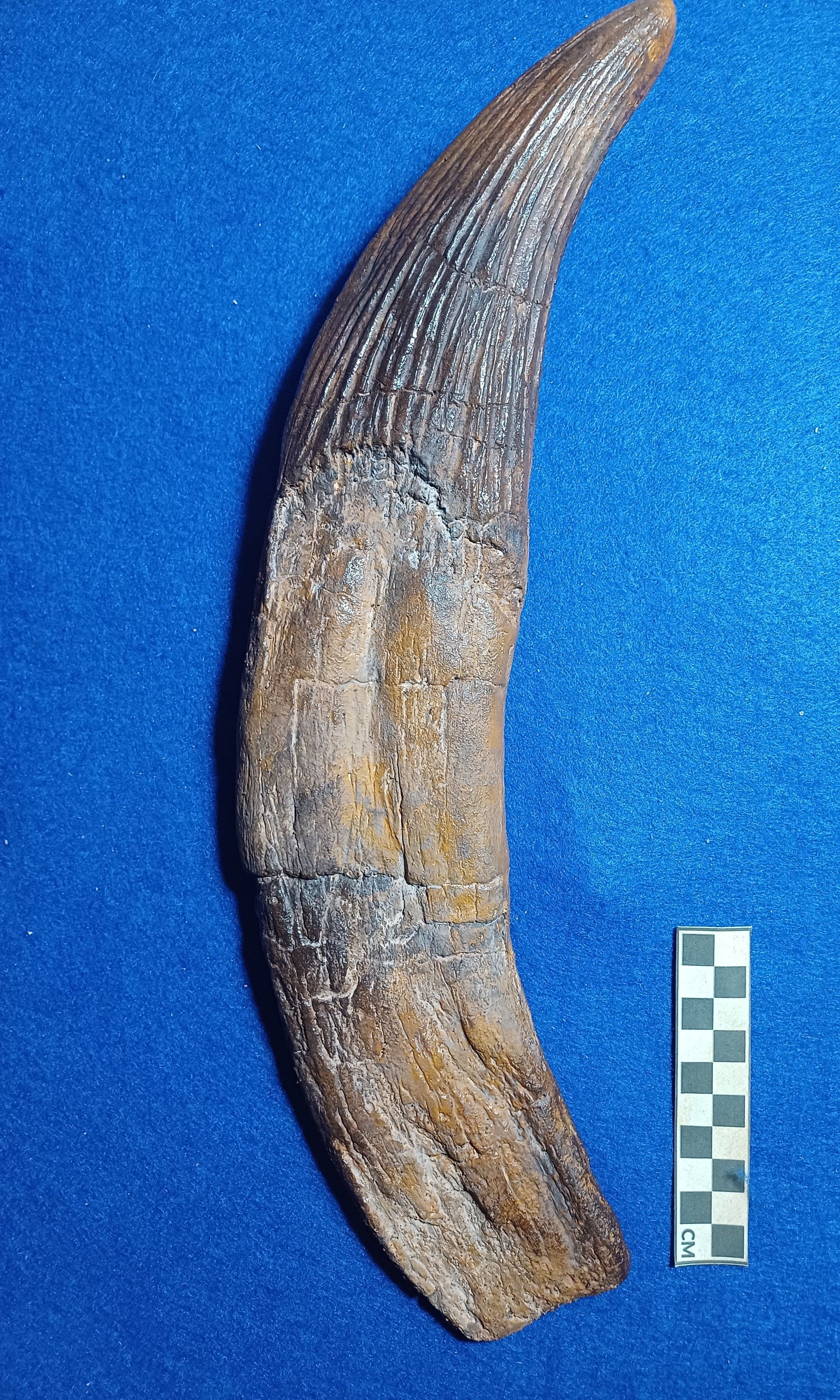 Pliosaurus Life Size Massive Tooth Replica 38cm Long — The Prehistoric ...