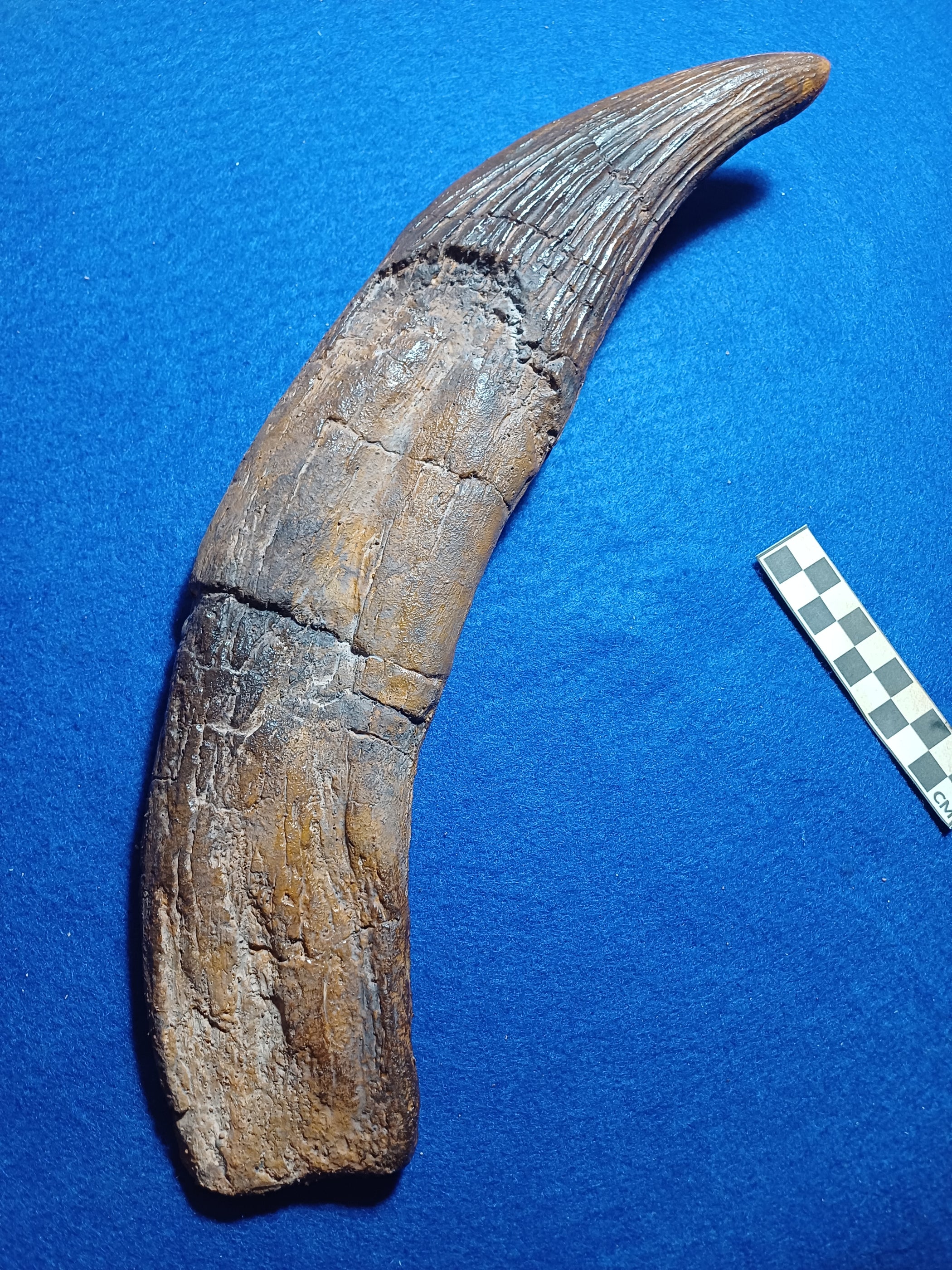 Pliosaurus Life Size Massive Tooth Replica 38cm Long — The Prehistoric ...