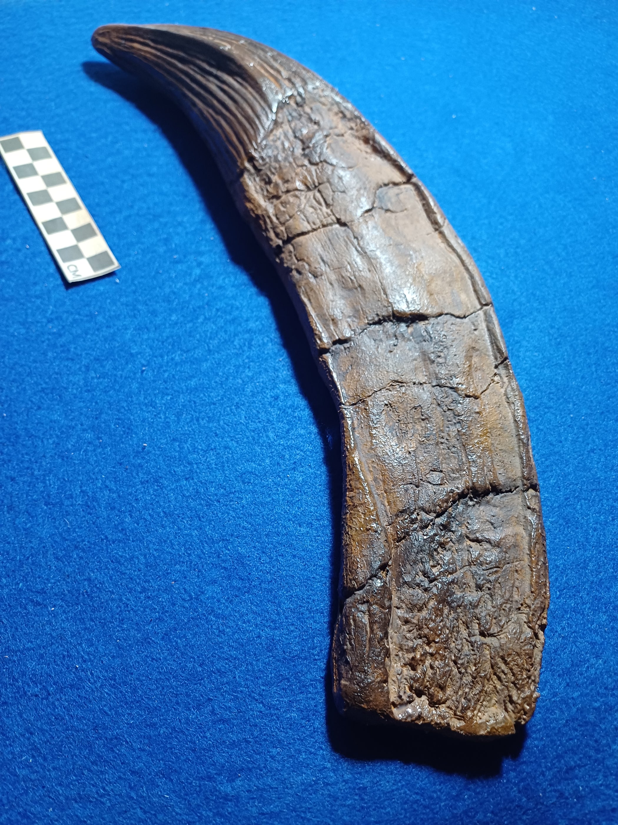 Pliosaurus Life Size Massive Tooth Replica 38cm Long — The Prehistoric ...