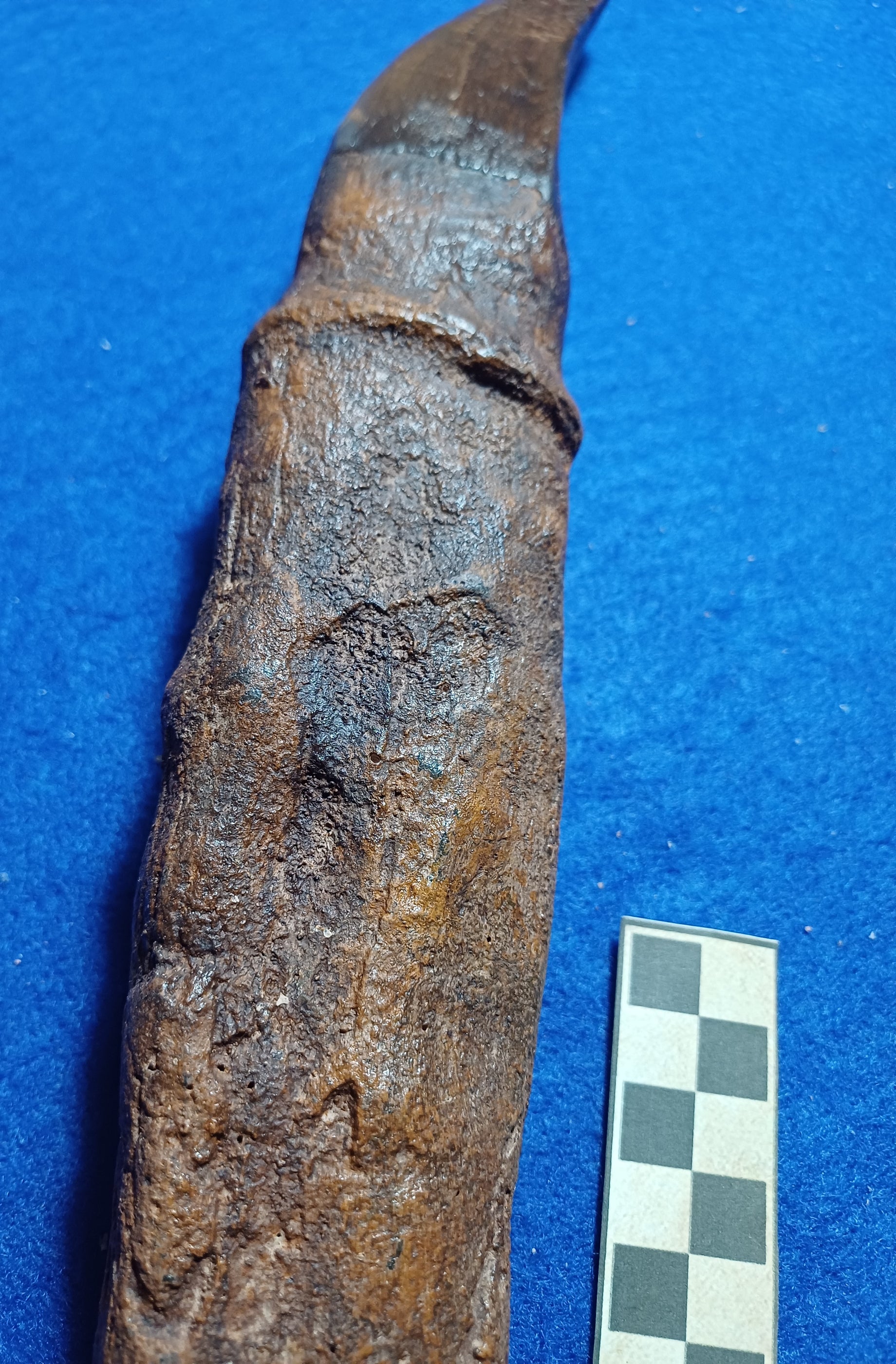 Tyrannosaurus rex Tooth Cast - 27cm Long (From Real Tooth) — The ...