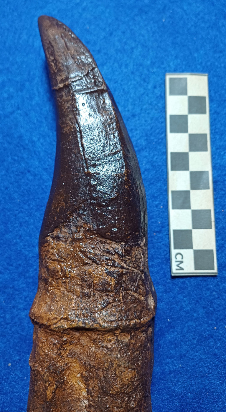 Tyrannosaurus rex Tooth Cast - 27cm Long (From Real Tooth) — The ...