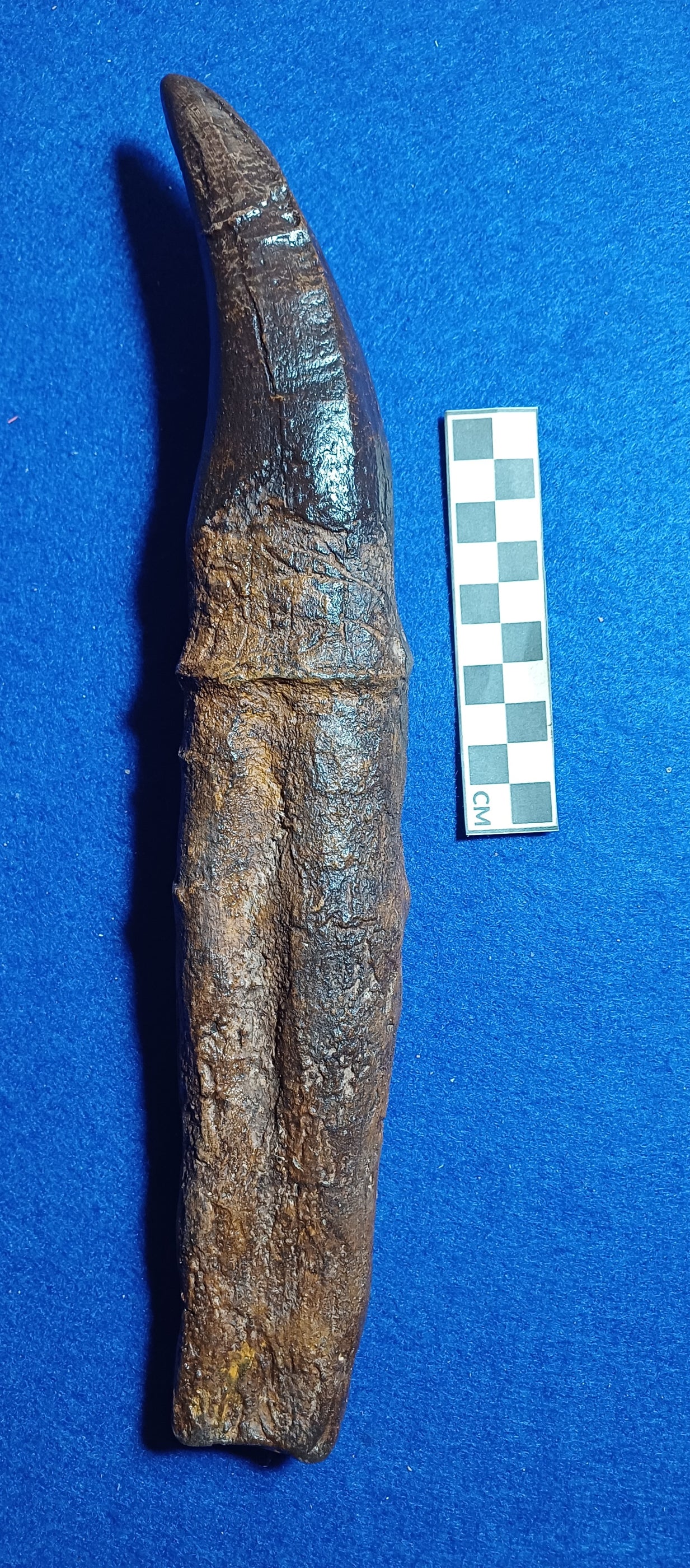 Tyrannosaurus rex Tooth Cast - 27cm Long (From Real Tooth) — The ...