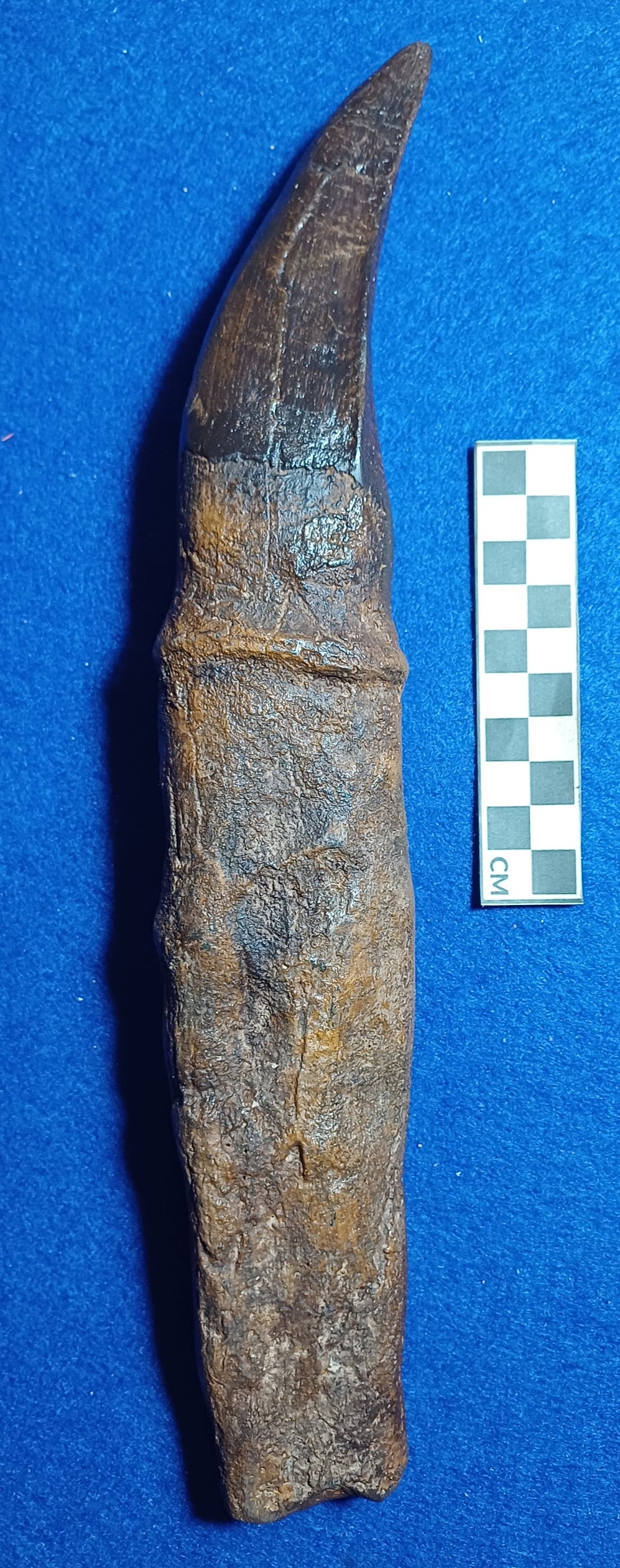 Tyrannosaurus rex Tooth Cast - 27cm Long (From Real Tooth) — The ...