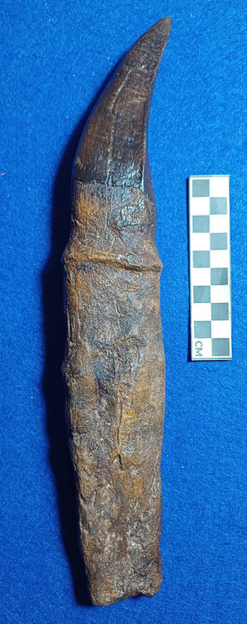Tyrannosaurus rex Tooth Cast - 27cm Long (From Real Tooth) — The ...