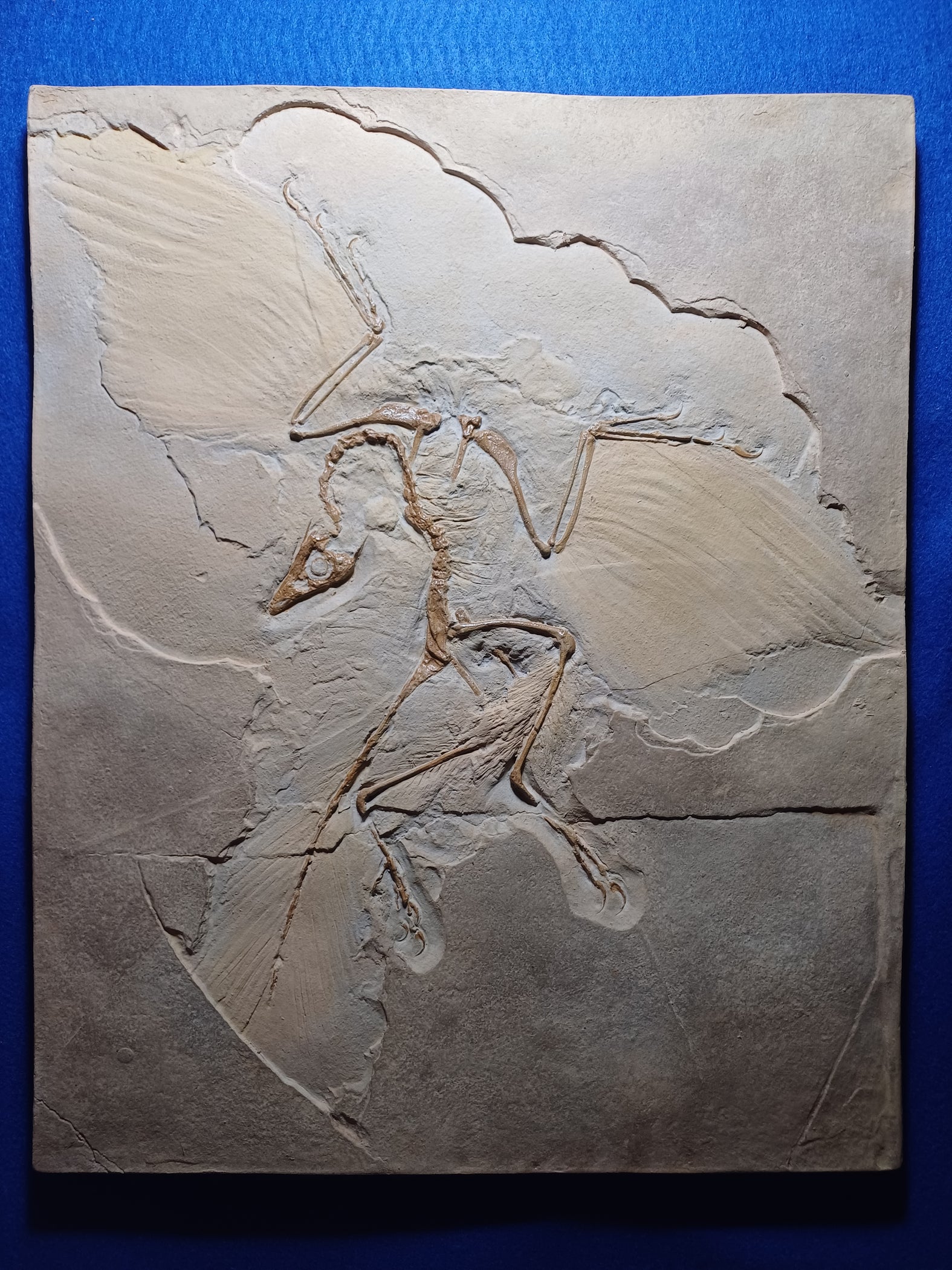 Archaeopteryx Life Sized Fossil Replica Wall Mount — The Prehistoric Store