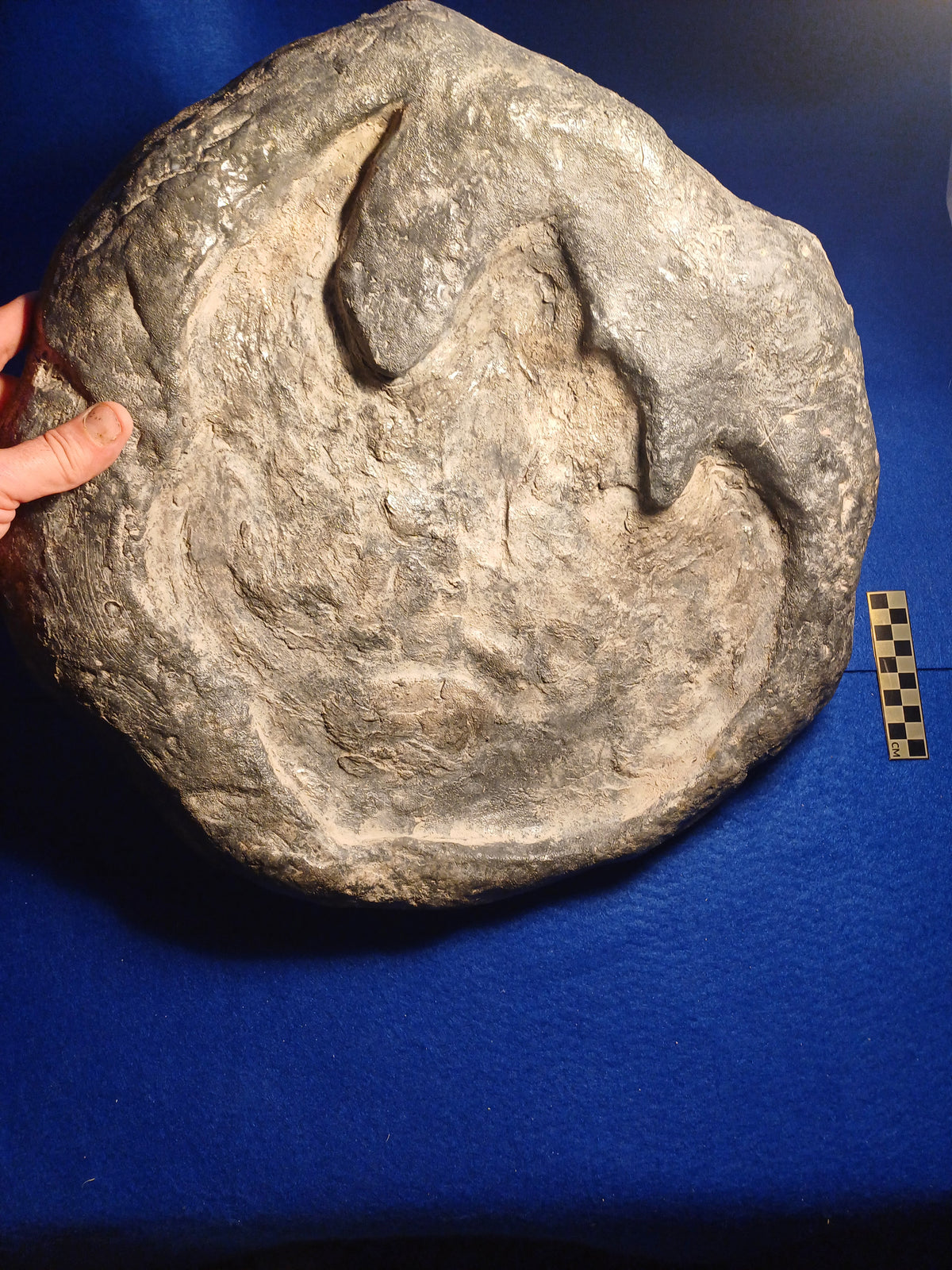 UK Sauropod Footprint Replica 44cm — The Prehistoric Store