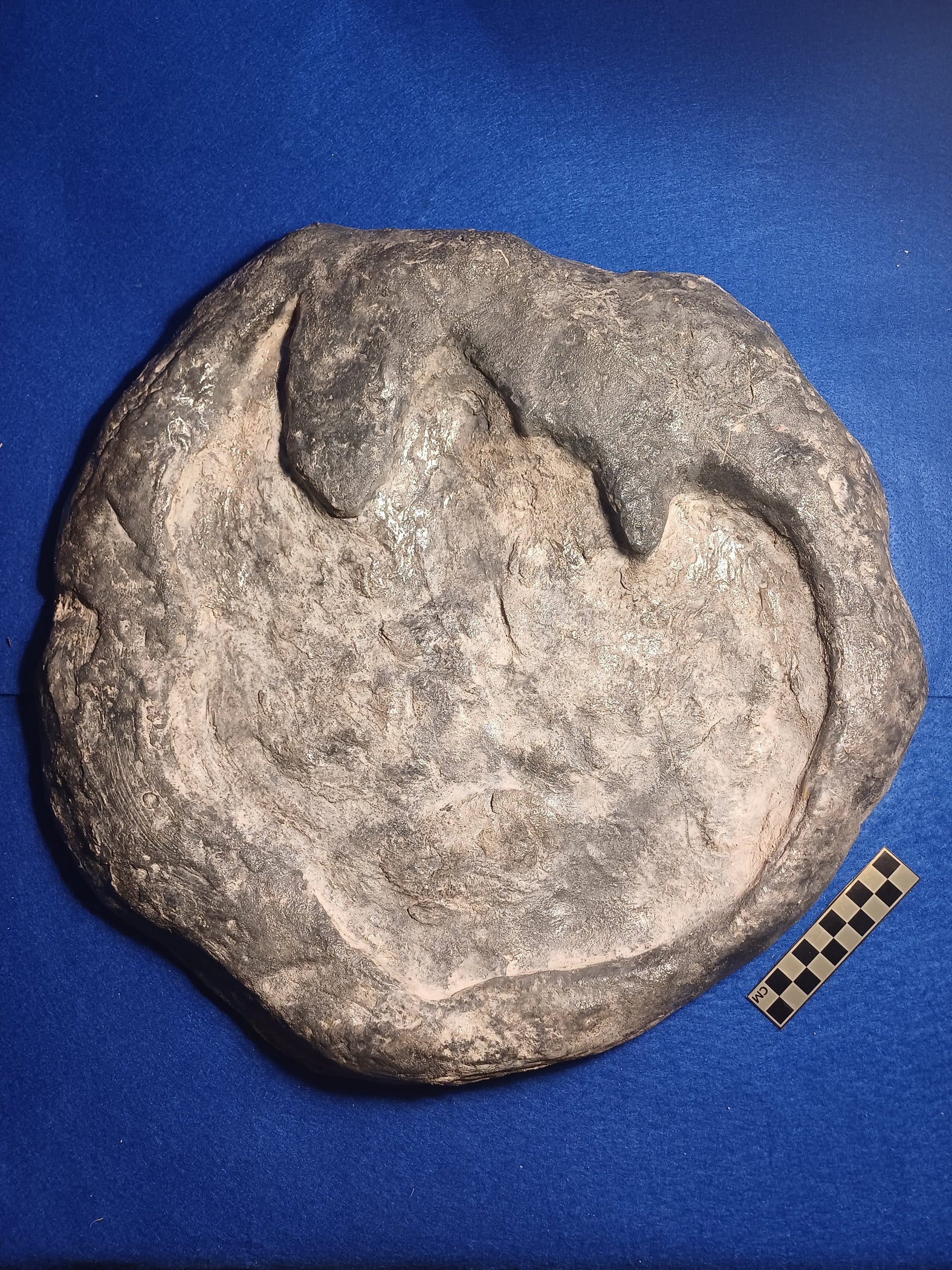 UK Sauropod Footprint Replica 44cm — The Prehistoric Store