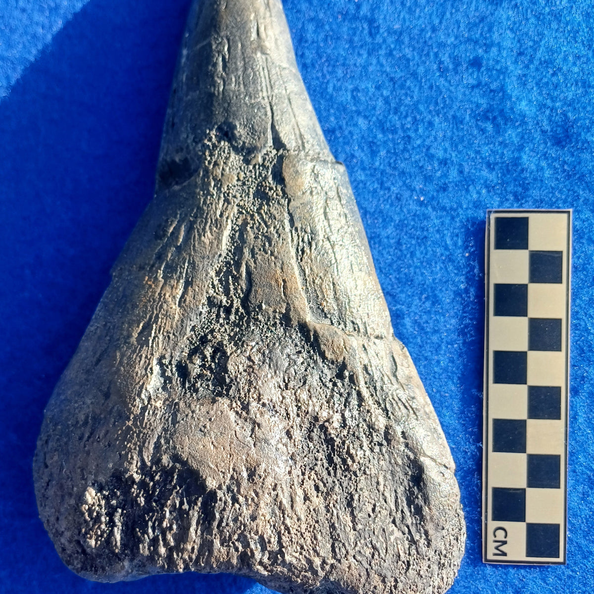 Iguanodon Thumb Spike — The Prehistoric Store