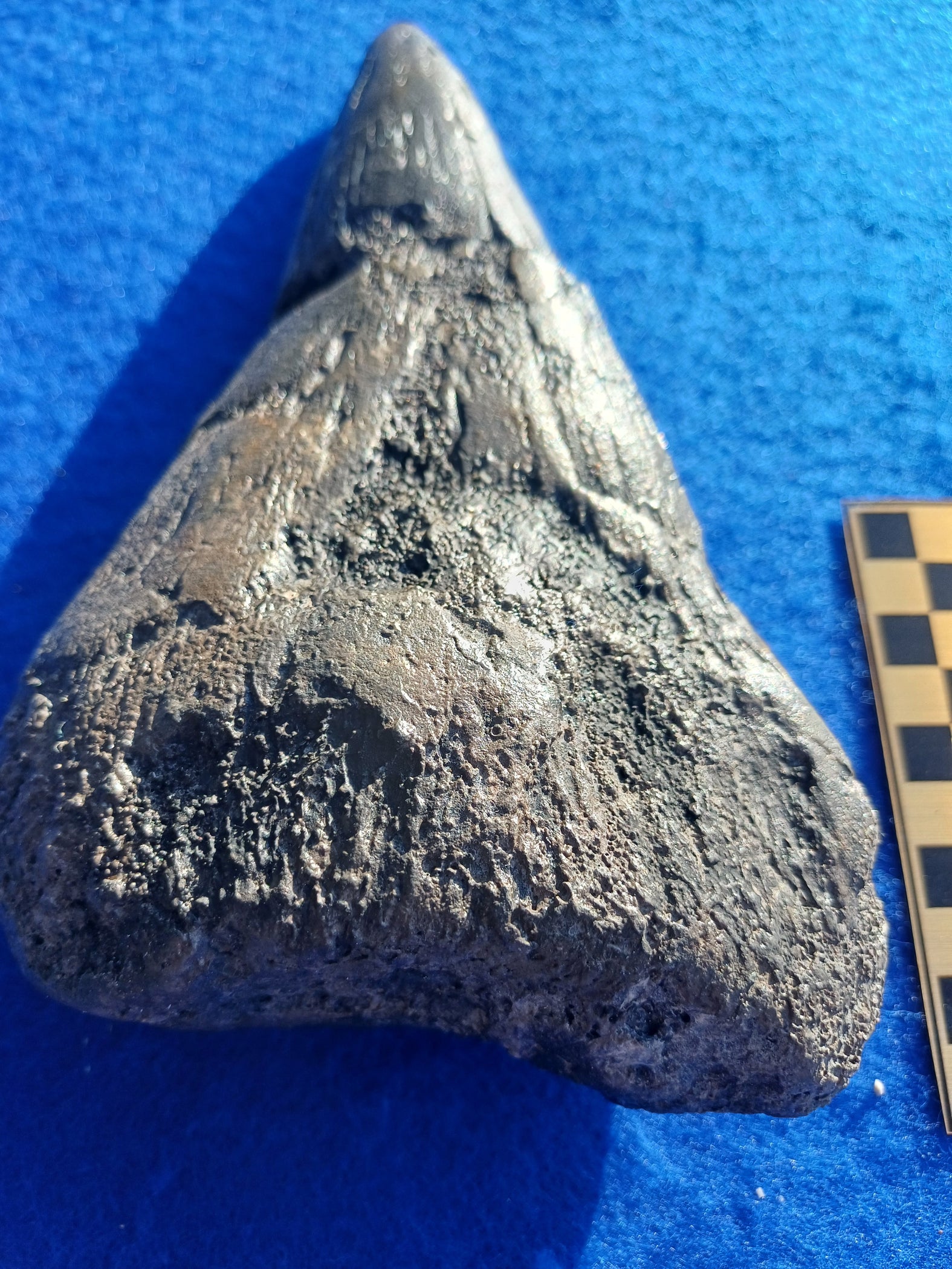 Iguanodon Thumb Spike — The Prehistoric Store
