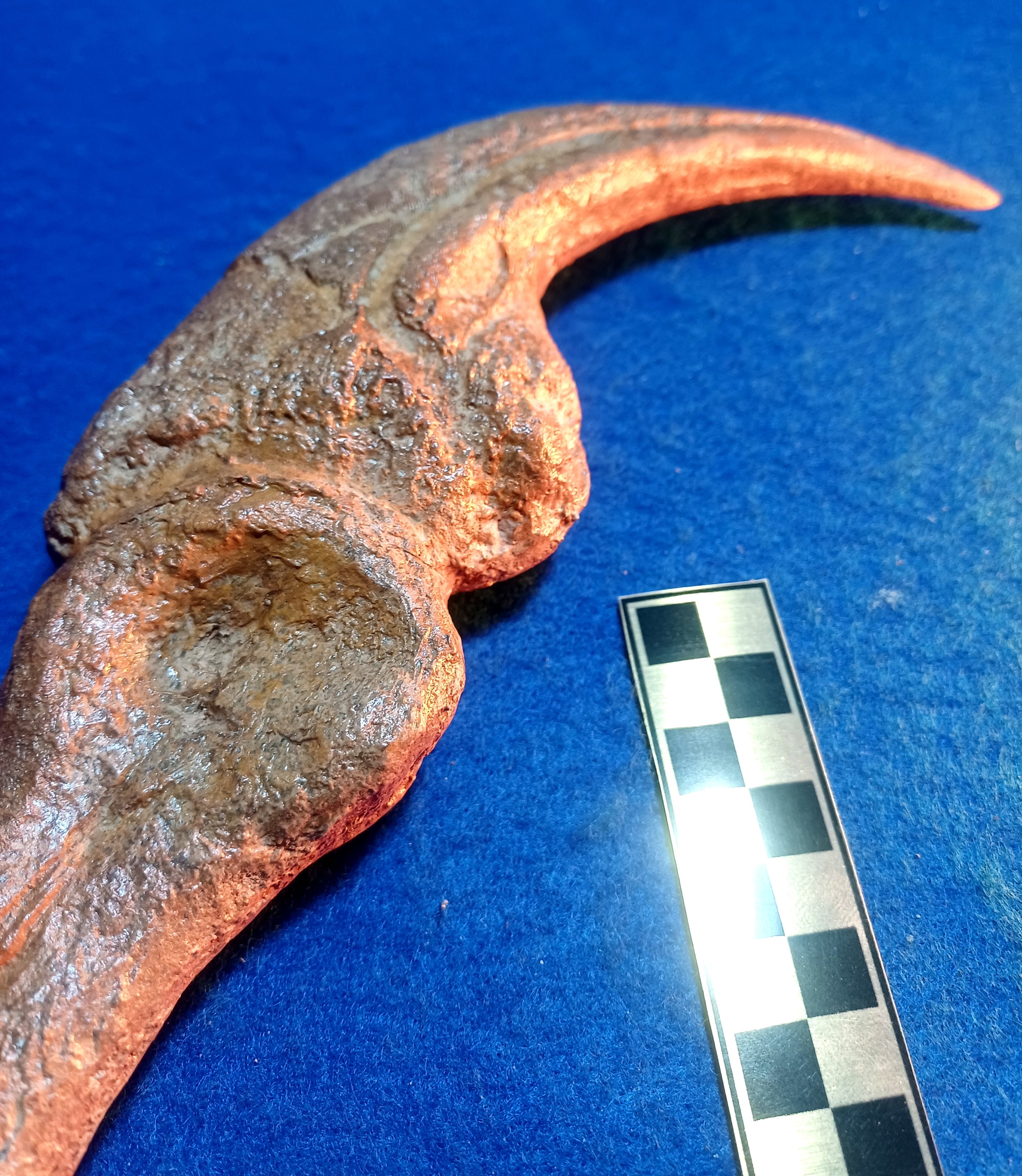 Allosaurus fragilis Claw Cast — The Prehistoric Store