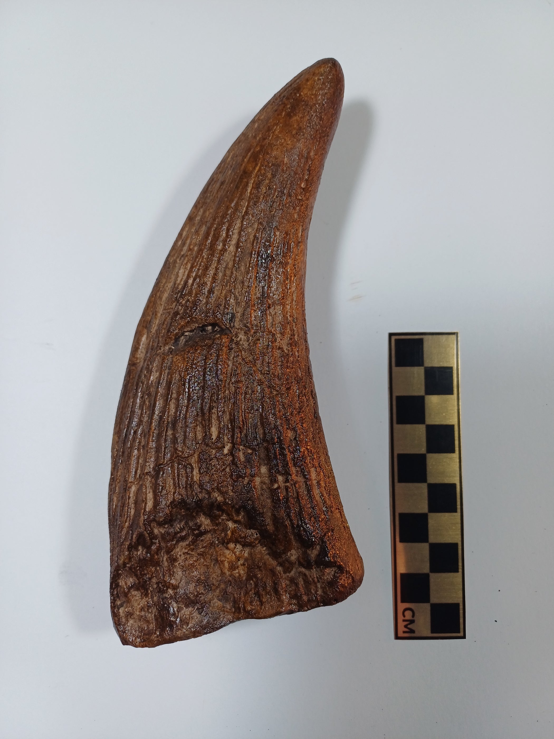 Museum Quality Pliosaur Tooth Crown 15cm — The Prehistoric Store