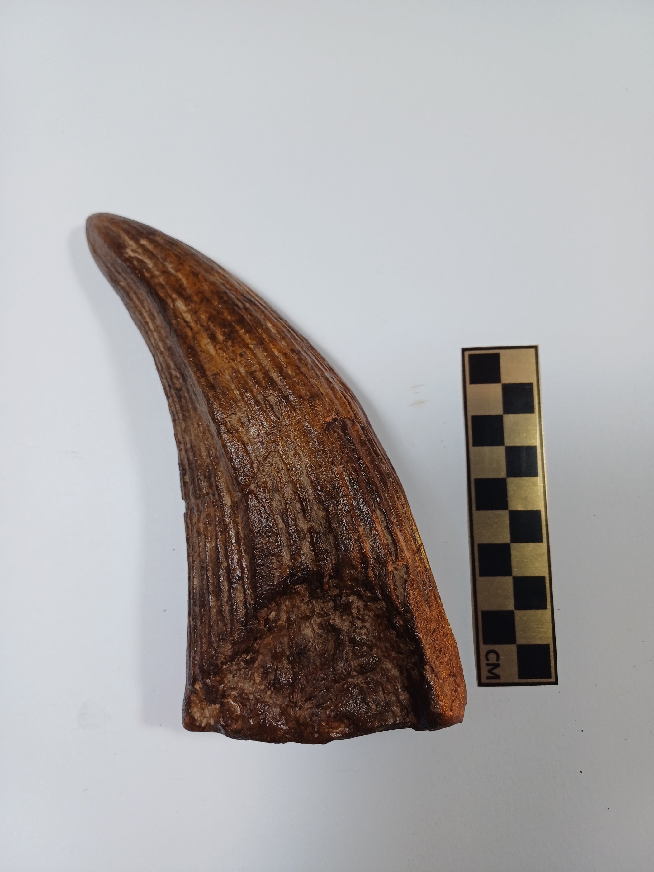 Museum Quality Pliosaur Tooth Crown 15cm — The Prehistoric Store
