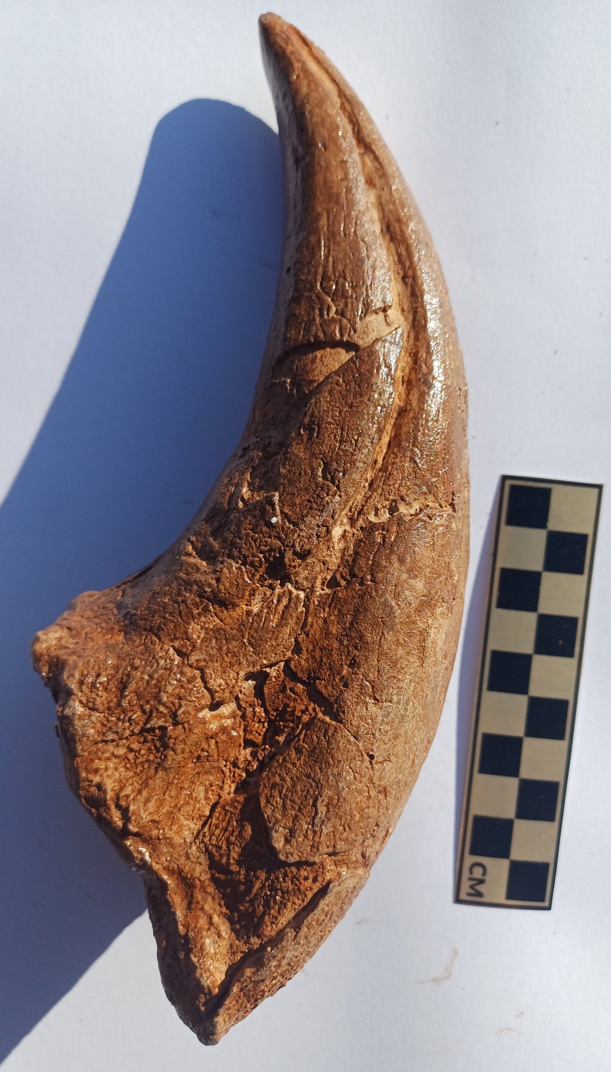 Tyrannosaurus rex Life Size Pes (foot) Claw Replica — The Prehistoric Store