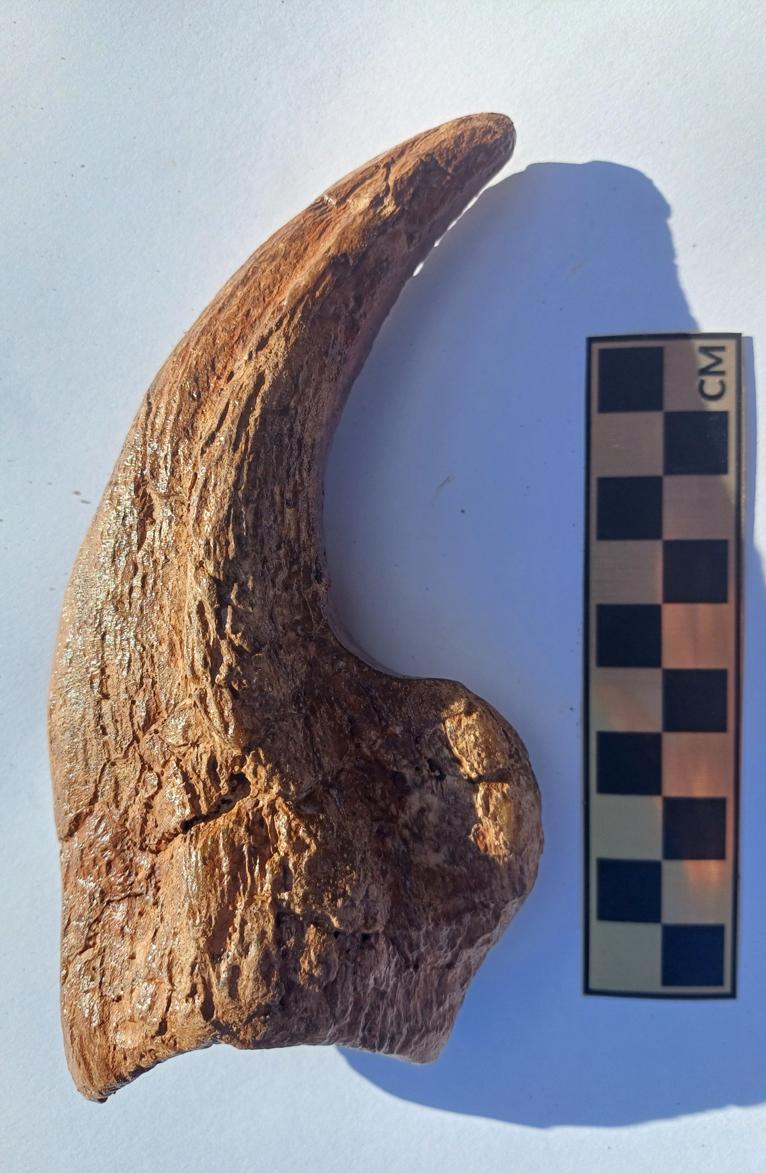 Museum Grade Fossil Casts Collection — The Prehistoric Store