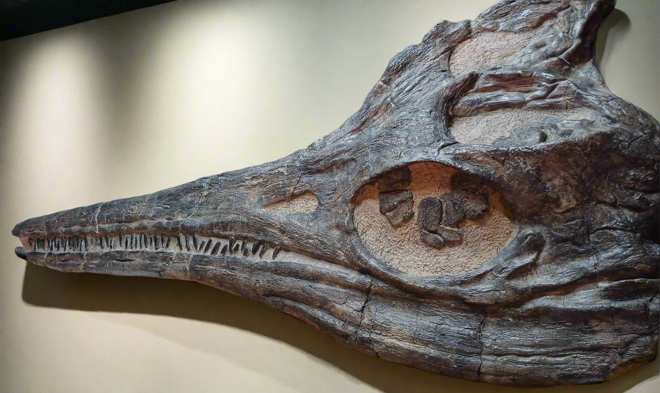 Temnodontosaurus 1.5m Long Wall Mountable Skull Replica — The ...