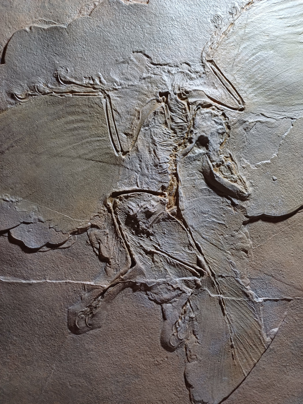 Archaeopteryx Life Sized Fossil Replica Wall Mount (Negative impressio ...