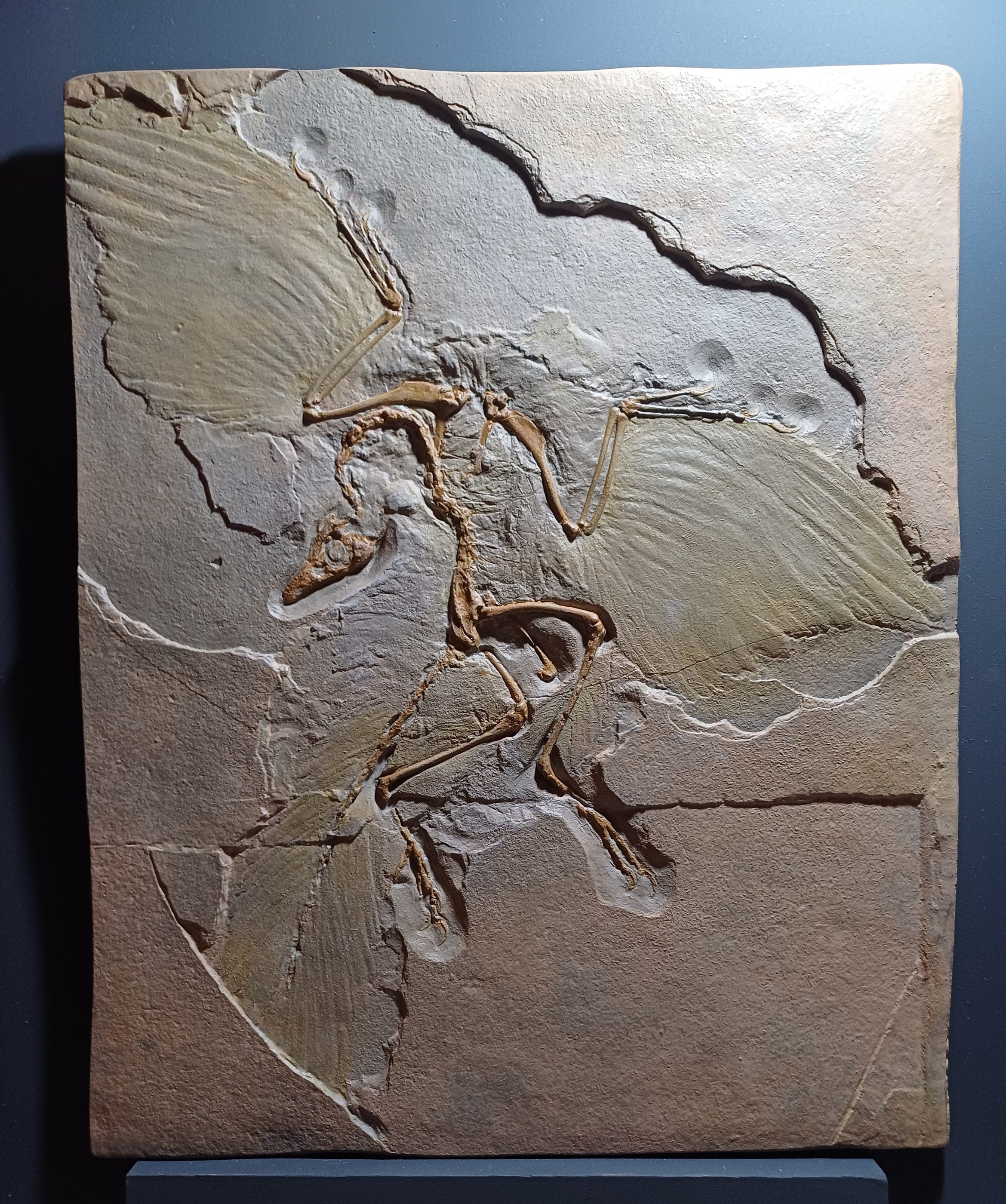 Archaeopteryx Life Sized Fossil Replica Wall Mount — The Prehistoric Store