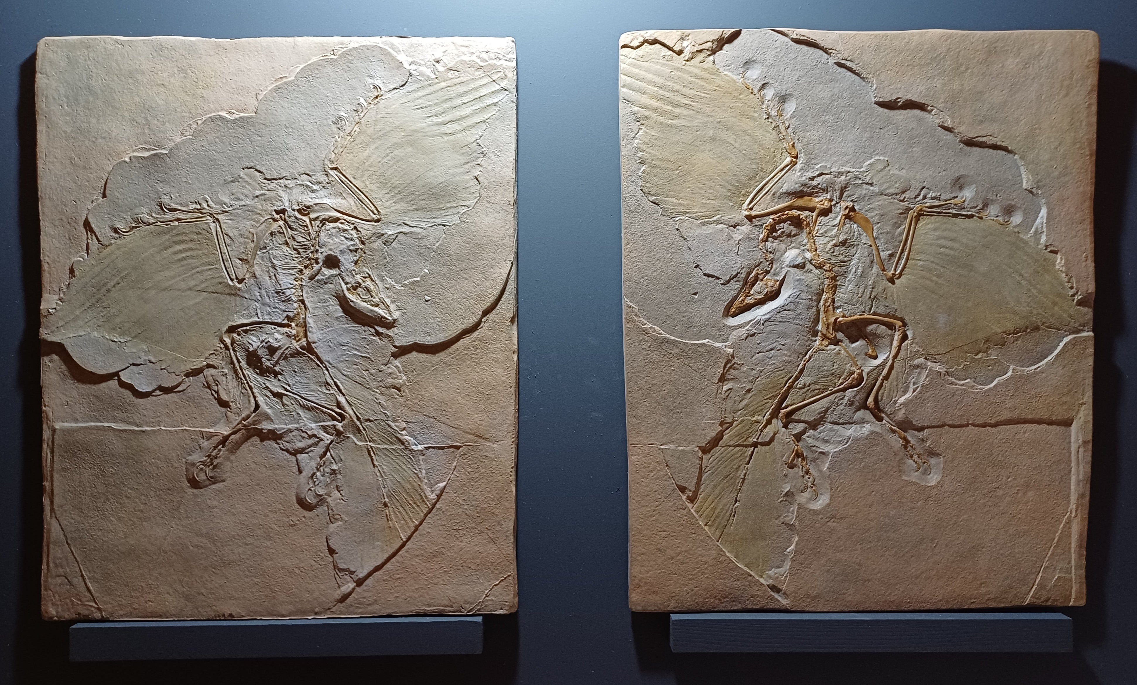 Archaeopteryx Life Sized Fossil Replica Wall Mount (Negative impressio ...