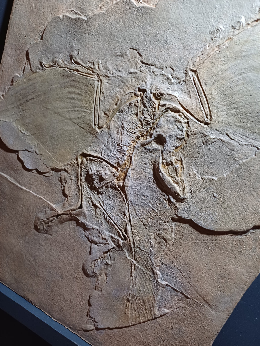 Archaeopteryx Life Sized Fossil Replica Wall Mount (Negative impressio ...