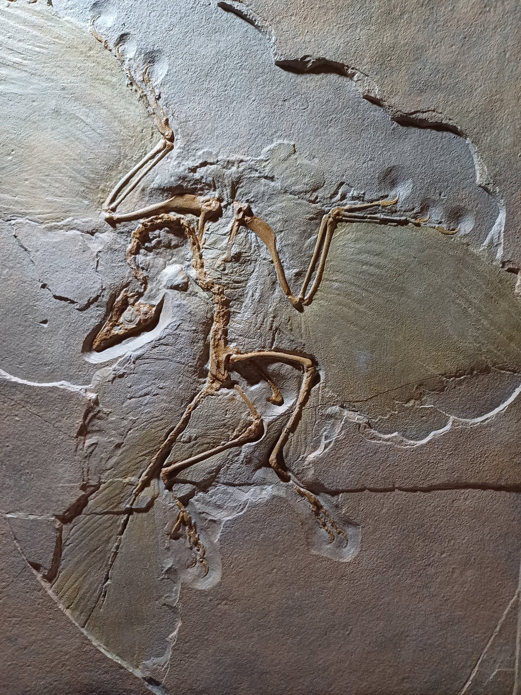 Archaeopteryx Life Sized Fossil Replica Wall Mount — The Prehistoric Store