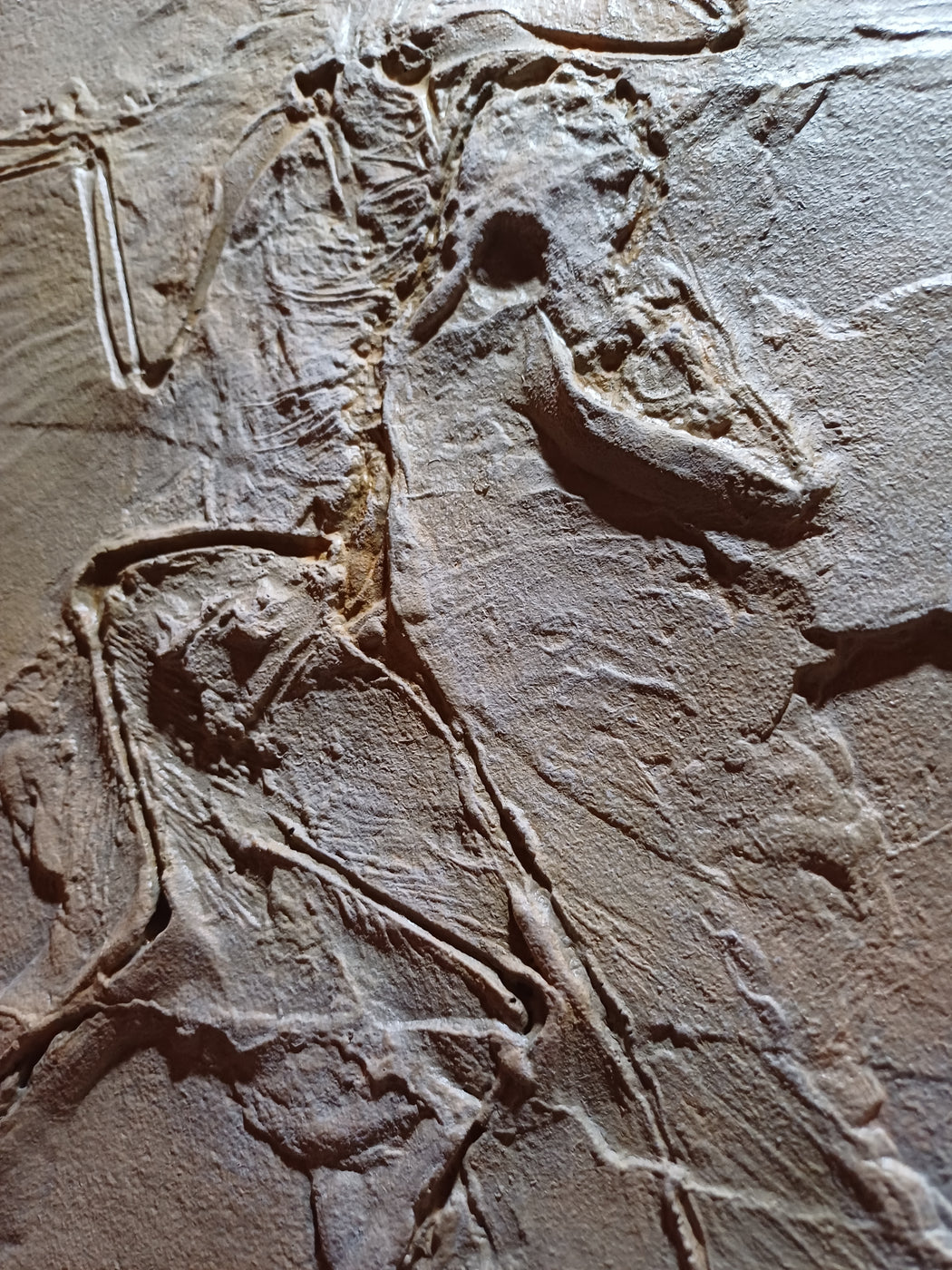 Archaeopteryx Life Sized Fossil Replica Wall Mount (Negative impressio ...