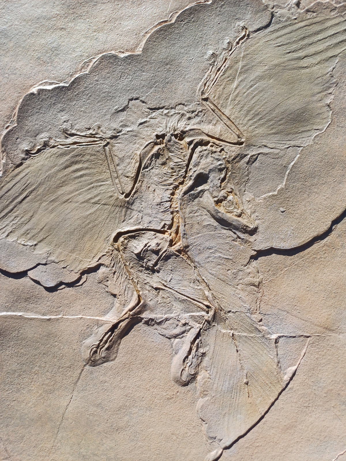 Archaeopteryx Life Sized Fossil Replica Wall Mount (Negative impressio ...