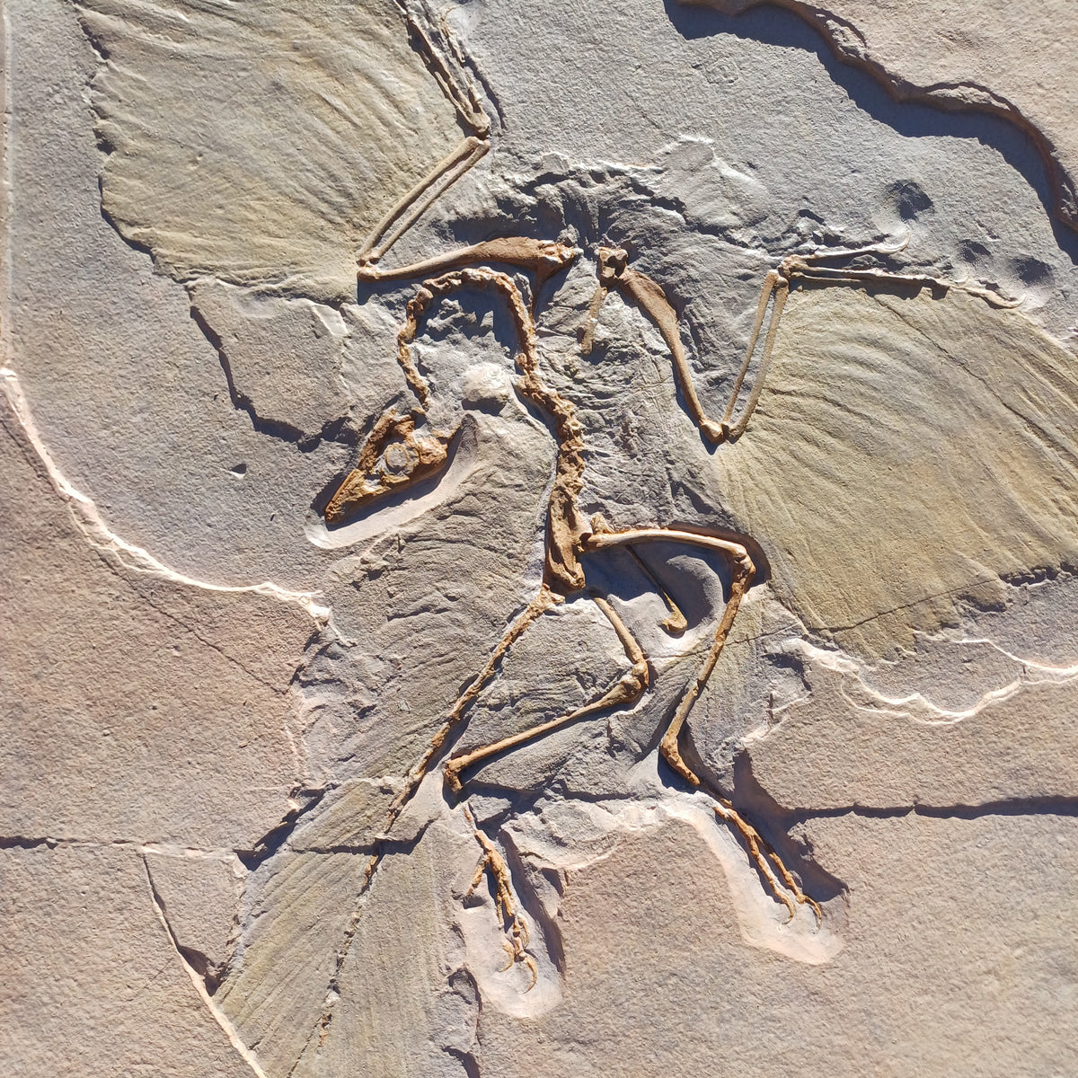 Archaeopteryx Life Sized Fossil Replica Wall Mount — The Prehistoric Store