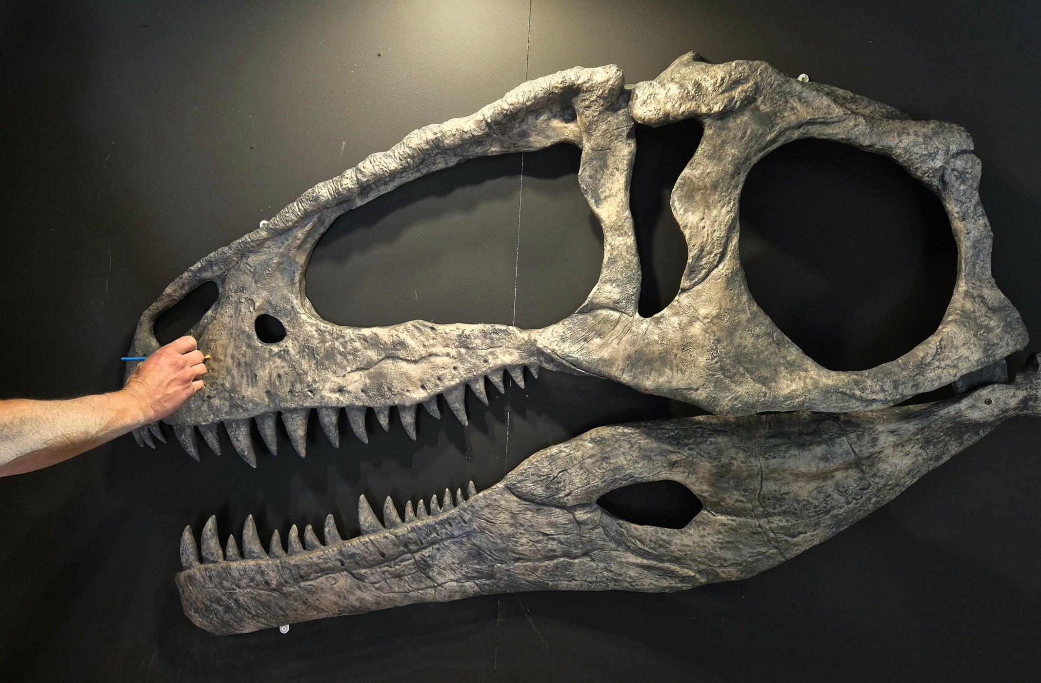 Giganotosaurus Life Sized Half Skull Wall mount 1.5m long, bigger than ...