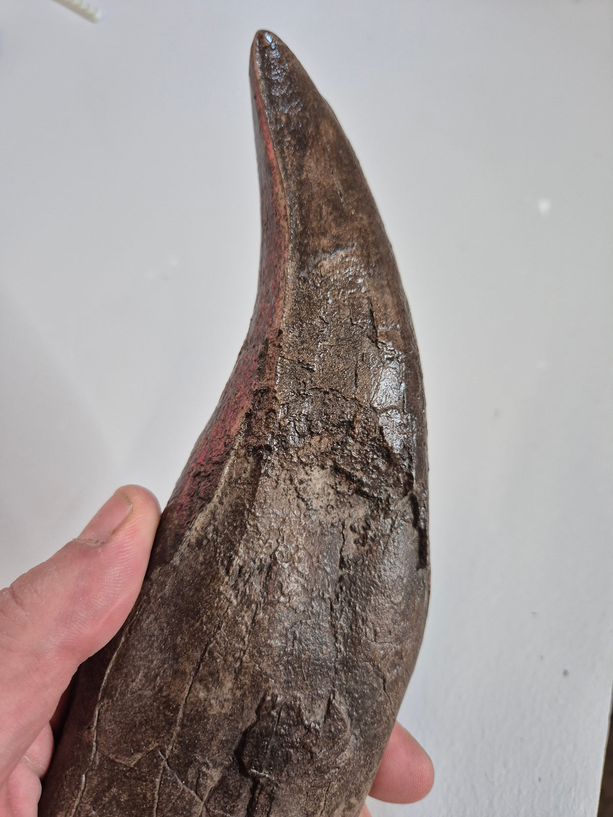 Tyrannosaurus rex Tooth Cast - 29cm Long (From Real Tooth) — The ...
