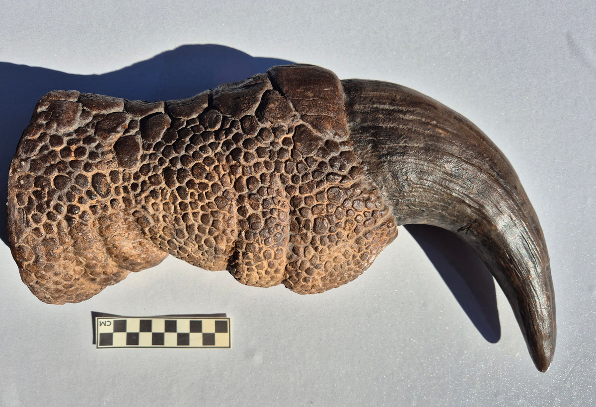 Life Sized Baryonyx Claw Fleshed out — The Prehistoric Store