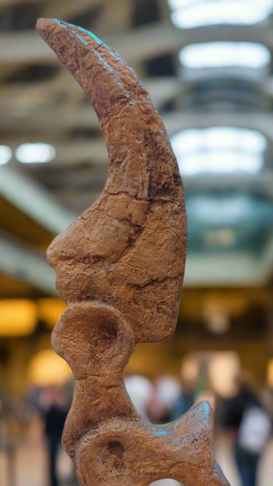 Utahraptor Sickle Claw — The Prehistoric Store