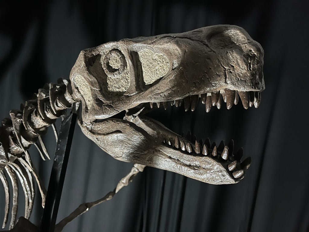 Utahraptor Skull