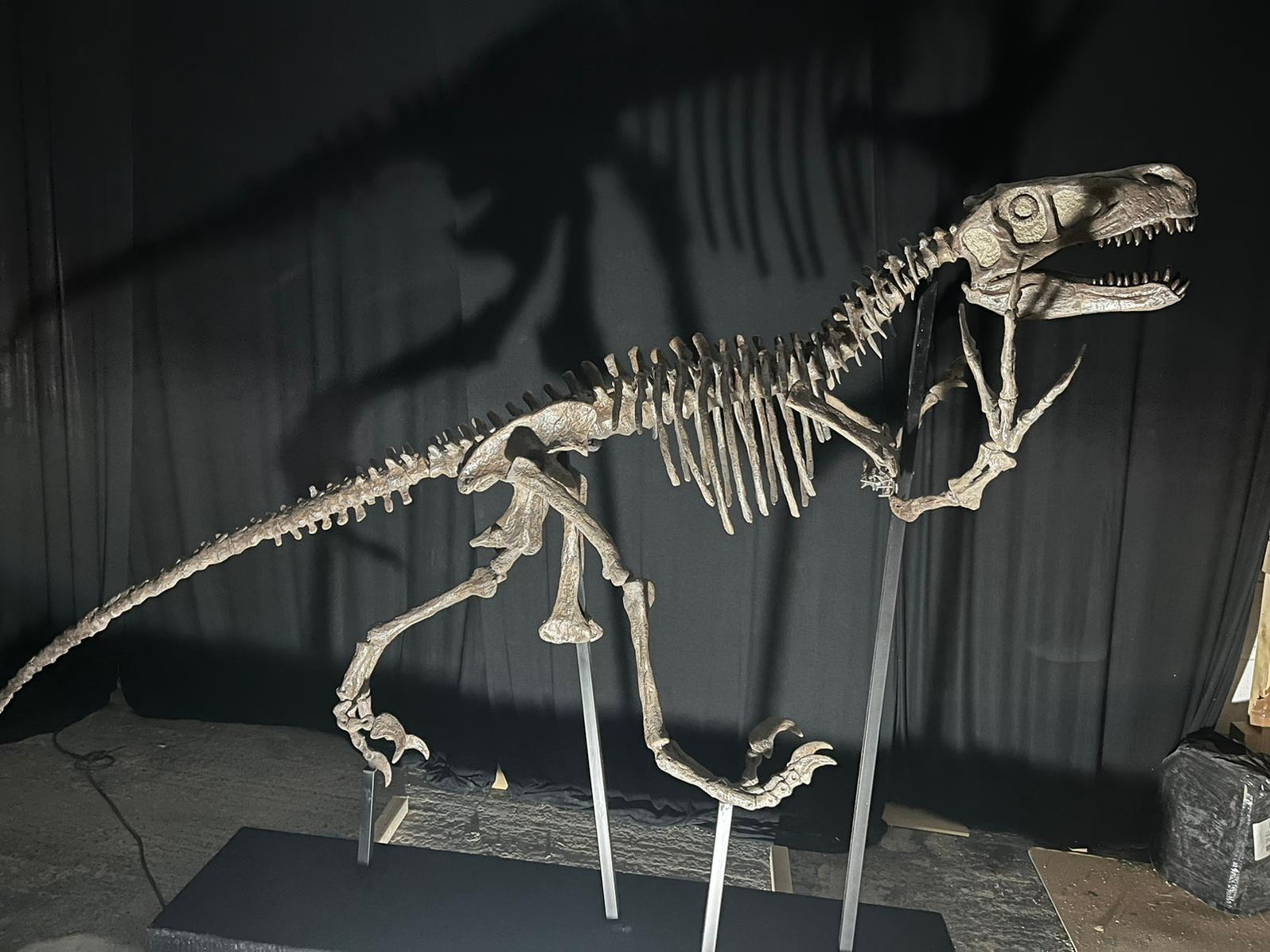 Utahraptor - Life sized 10 foot Complete Skeleton — The Prehistoric Store