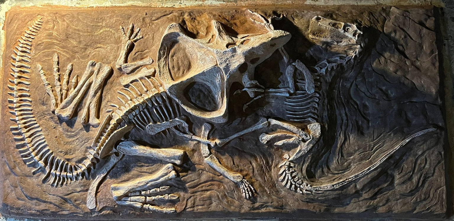 Wall mountable display skulls and matrix panels — The Prehistoric Store