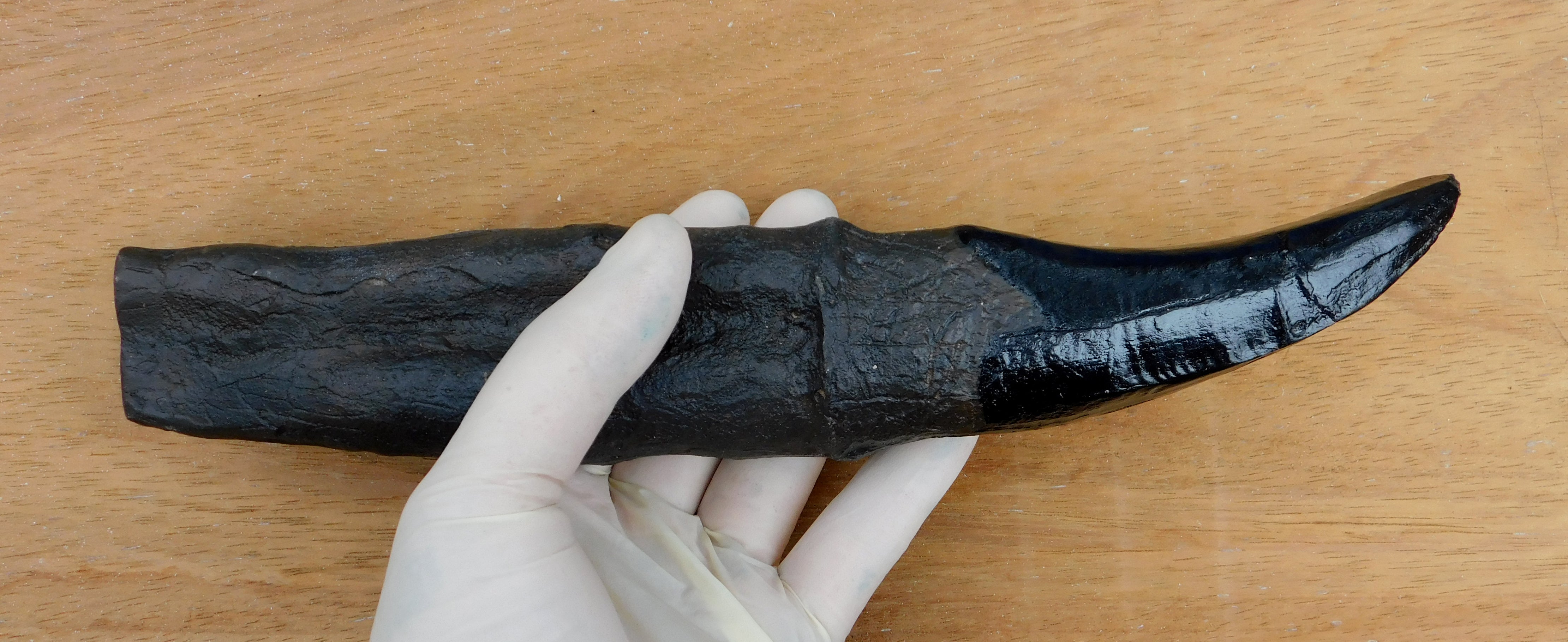 Tyrannosaurus rex Tooth Cast - 27cm Long (From Real Tooth) — The ...