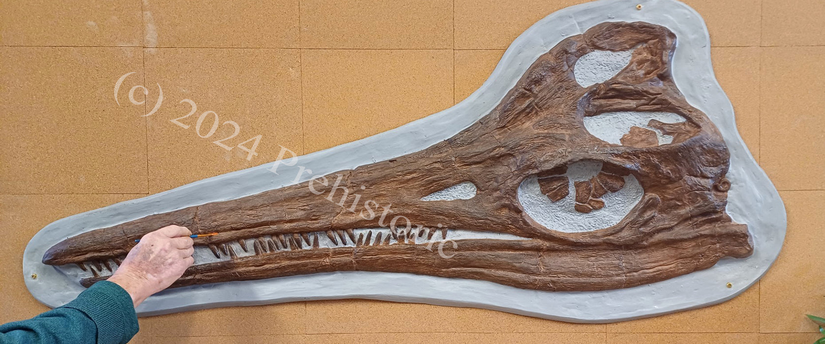 Temnodontosaurus 1.5m Long Wall Mountable Skull Replica — The ...
