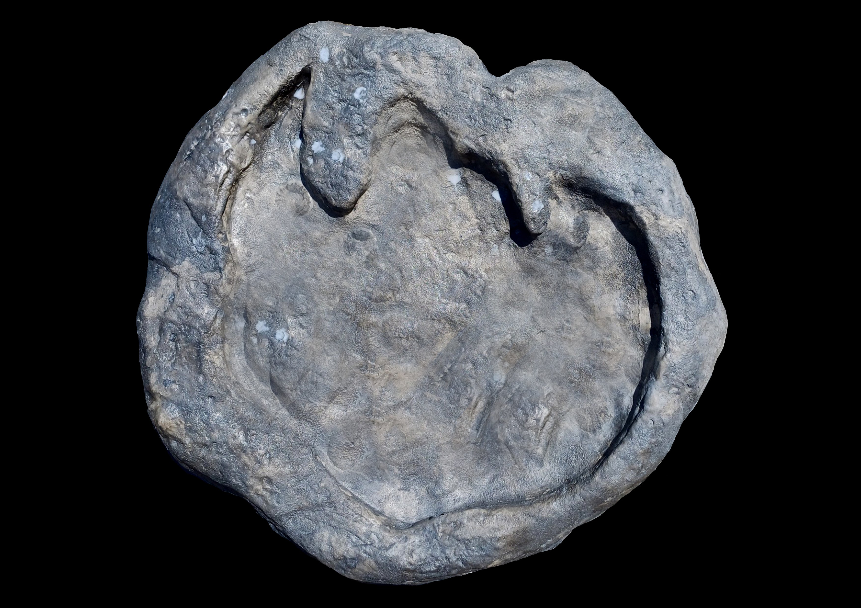 UK Sauropod Footprint Replica 44cm — The Prehistoric Store