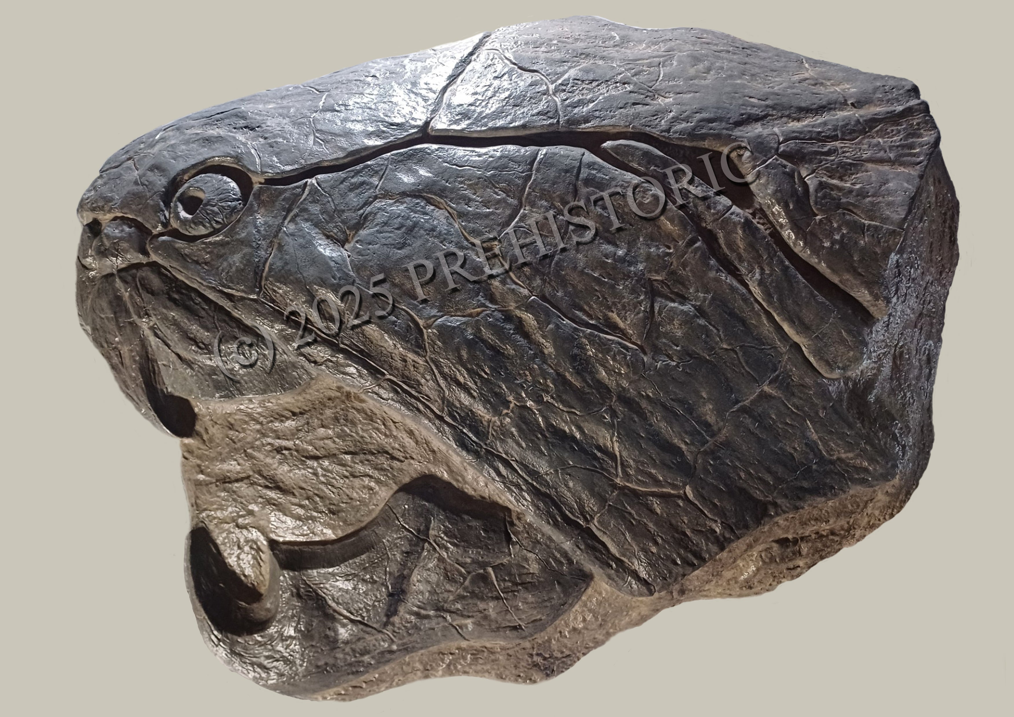 Dunkleosteus Life Size Skull Replica 80cm long — The Prehistoric Store