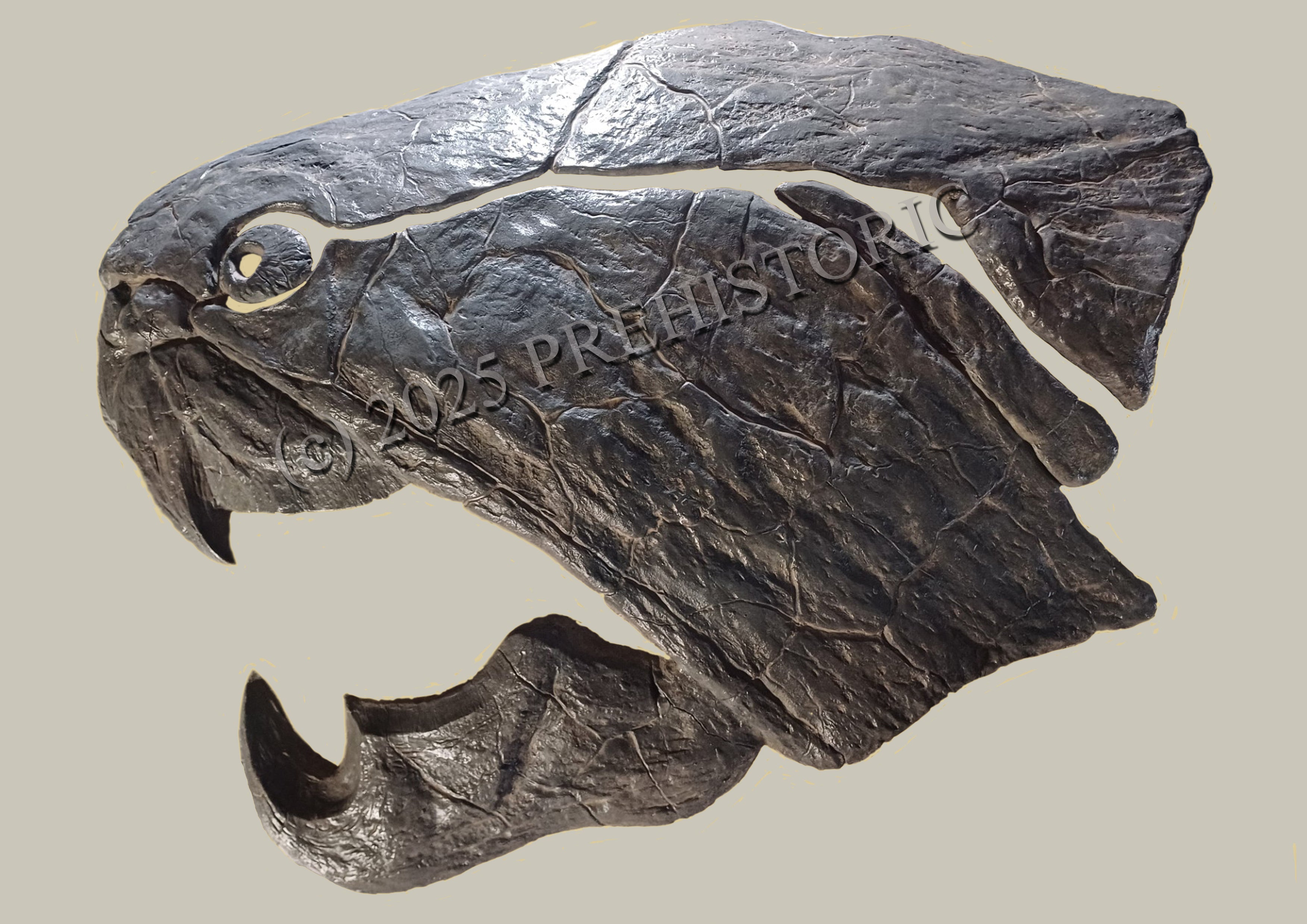 Dunkleosteus Life Size Skull Replica 80cm long — The Prehistoric Store