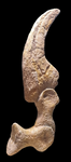Utahraptor Sickle Claw — The Prehistoric Store