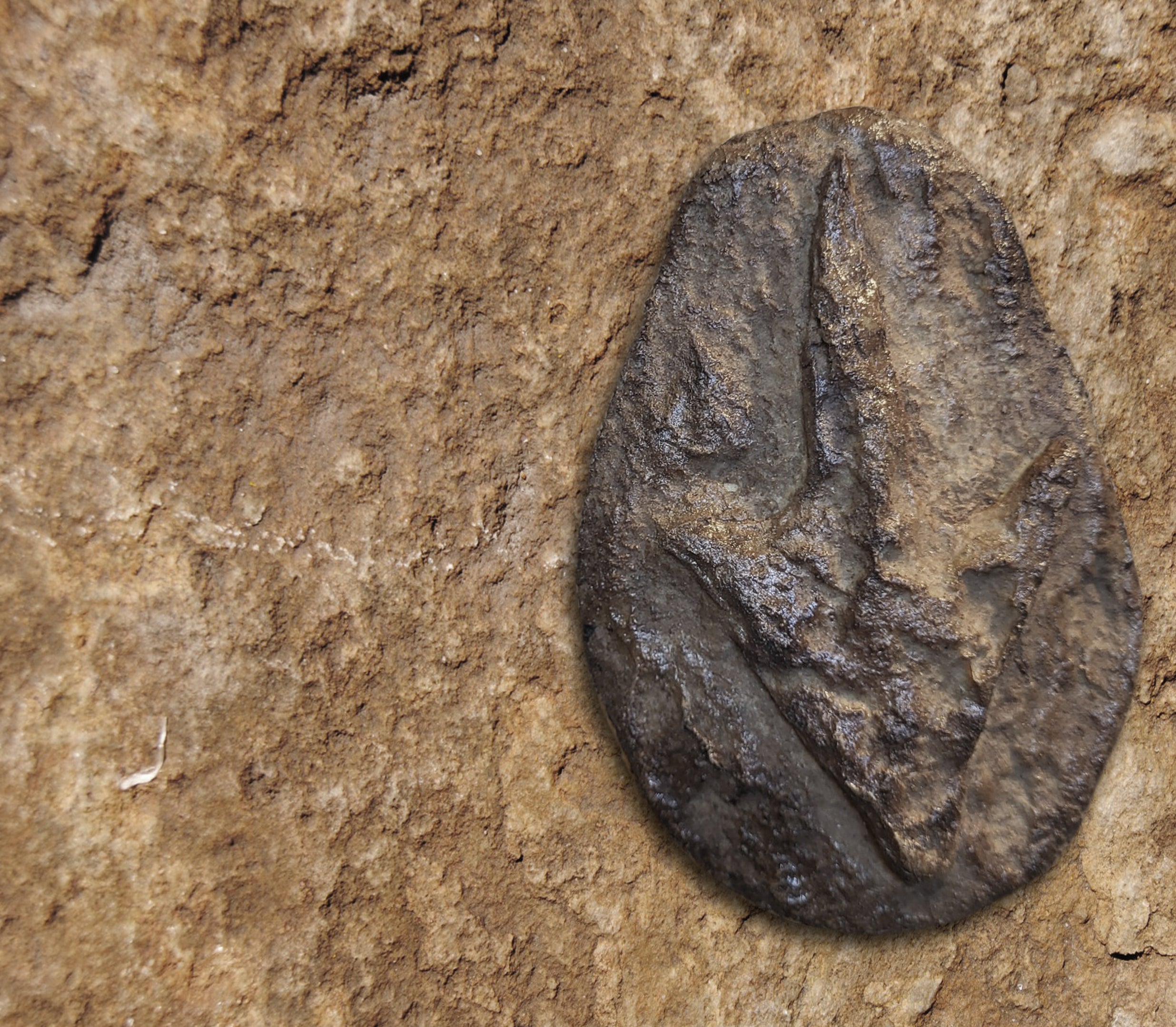Bespoke life sized Dinosaur Fossil Replicas — The Prehistoric Store
