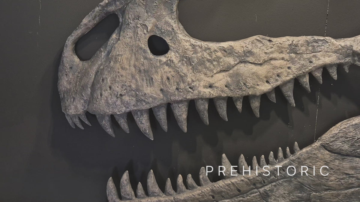 Giganotosaurus Life Sized Half Skull Wall mount 1.5m long, bigger than ...