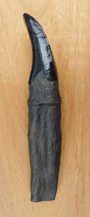 Tyrannosaurus rex Tooth Cast - 27cm Long (From Real Tooth) — The ...