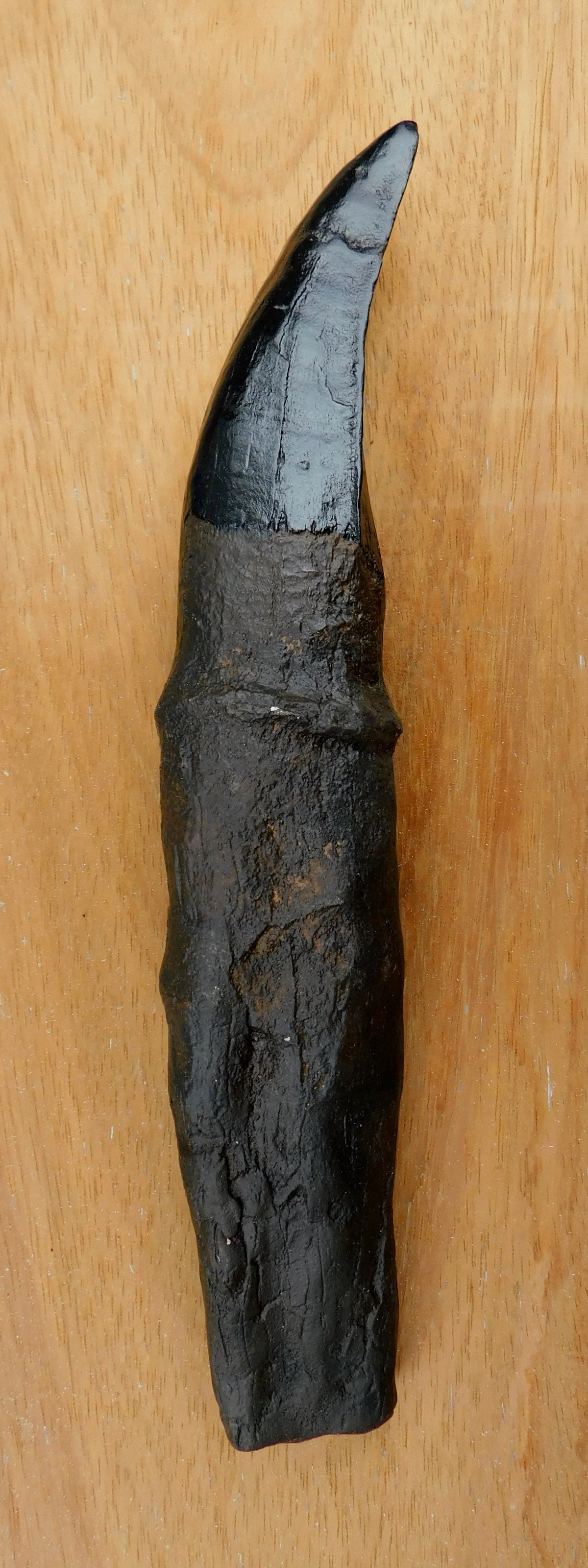 Tyrannosaurus rex Tooth Cast - 27cm Long (From Real Tooth) — The ...