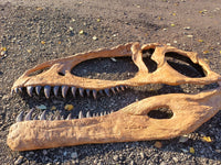 Giganotosaurus Life Sized Half Skull Wall mount 1.5m long, bigger than ...