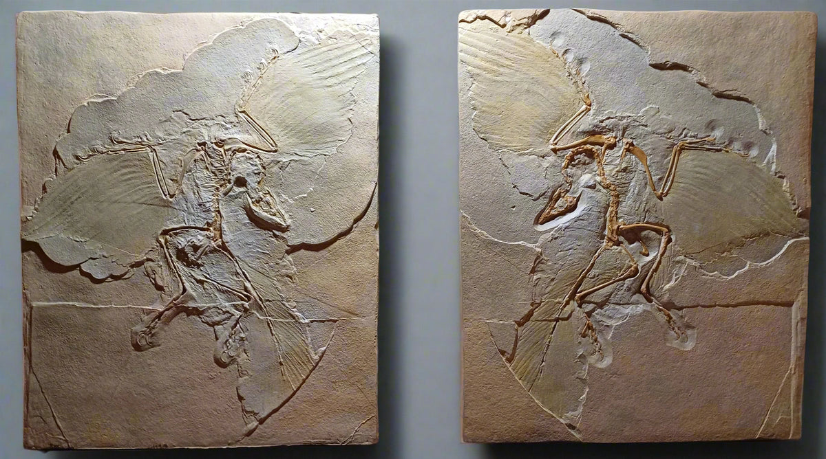 Archaeopteryx Twin Set Positive and Negative (Mould and Cast) — The ...