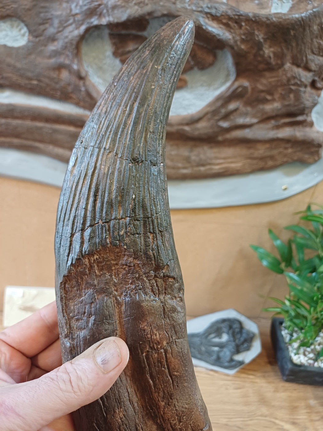 Pliosaurus Life Size Massive Tooth Replica Prop 38cm Long — The ...