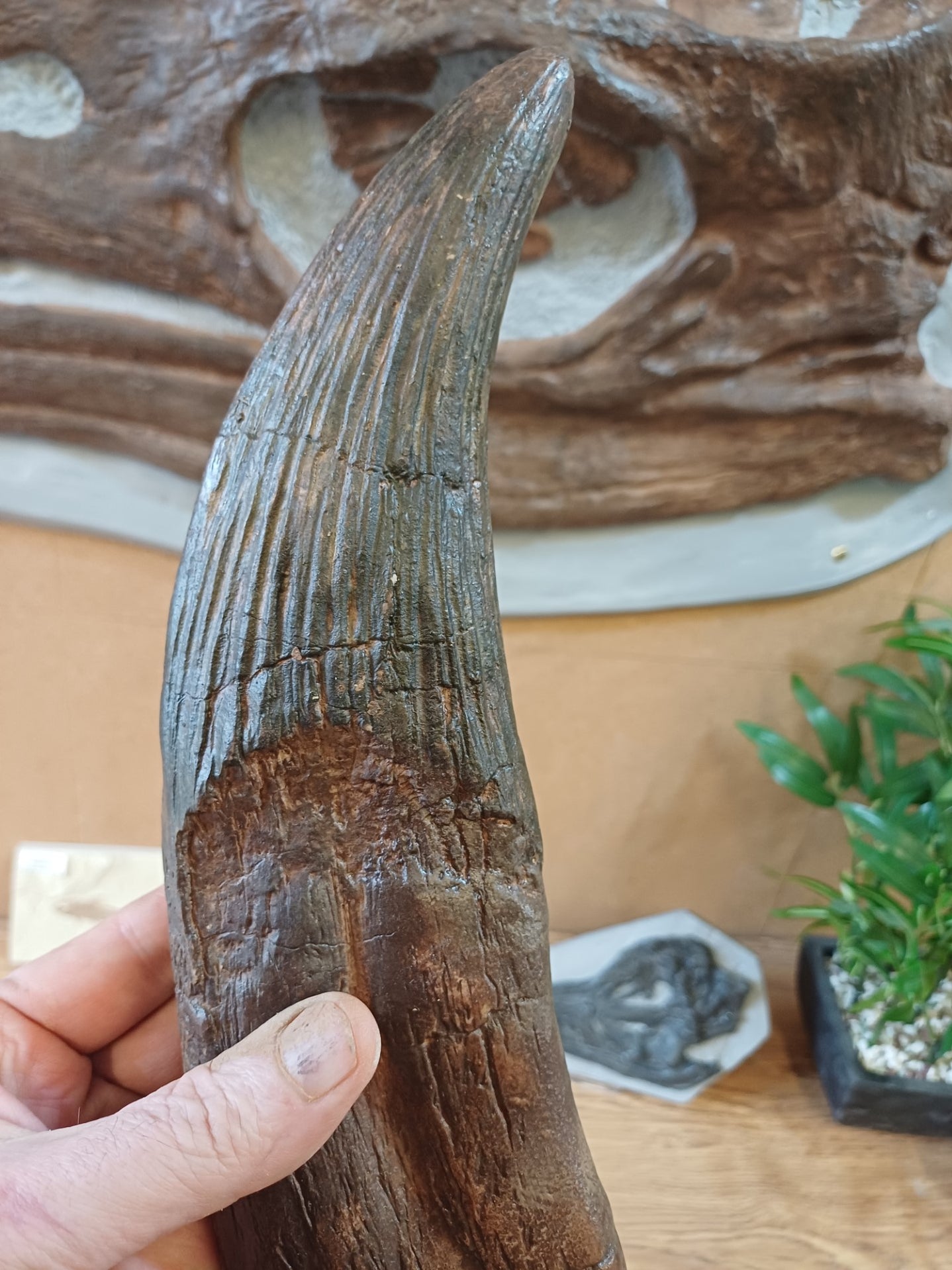 Pliosaurus Life Size Massive Tooth Replica Prop 38cm Long — The ...