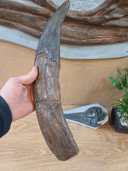 Pliosaurus Life Size Massive Tooth Replica Prop 38cm Long — The ...